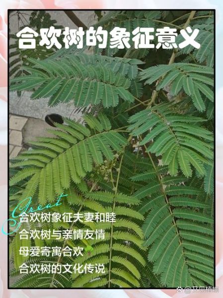 合欢树为什么叫鬼树_合欢树鬼树传说-第3张图片-山城妙识 合欢树为什么叫鬼树_合欢树鬼树传说-第3张图片-山城妙识