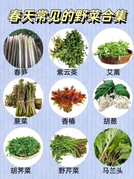 野菜大全名单_哪些野菜可以吃-第1张图片-山城妙识 野菜大全名单_哪些野菜可以吃-第1张图片-山城妙识