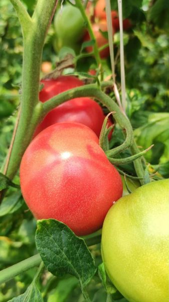 西红柿图片大全大图_如何挑选高清西红柿图片-第2张图片-山城妙识