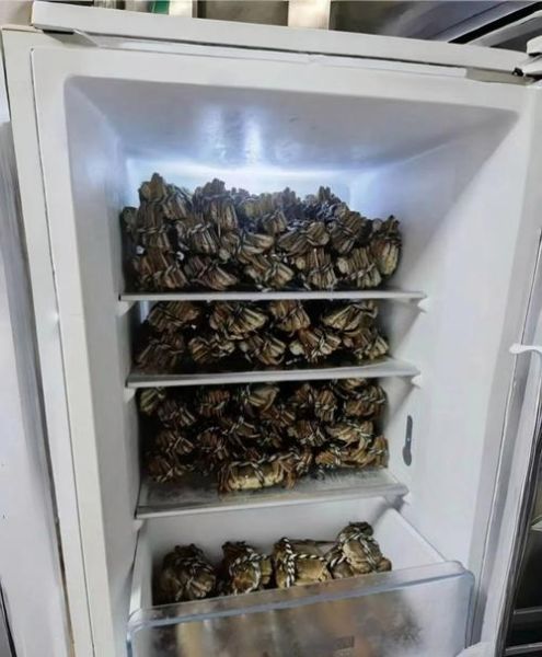 大闸蟹放冰箱能活几天_大闸蟹冷藏还是冷冻-第1张图片-山城妙识 大闸蟹放冰箱能活几天_大闸蟹冷藏还是冷冻-第1张图片-山城妙识