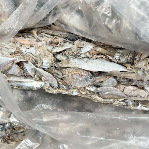 沙丁鱼价格多少钱一斤_最新批发零售行情-第3张图片-山城妙识 沙丁鱼价格多少钱一斤_最新批发零售行情-第3张图片-山城妙识