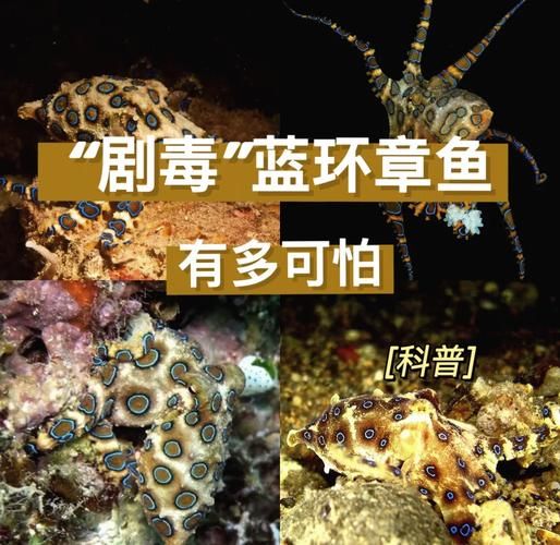 箱水母和蓝环章鱼哪个更毒_被咬后还能活多久-第3张图片-山城妙识 箱水母和蓝环章鱼哪个更毒_被咬后还能活多久-第3张图片-山城妙识