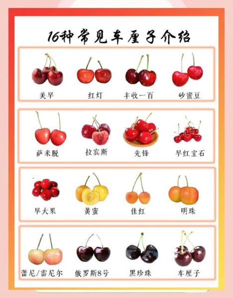 樱桃的营养价值有哪些_樱桃一天吃多少合适-第3张图片-山城妙识