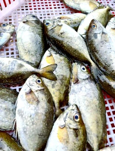 橡皮鱼是什么鱼_橡皮鱼可以吃吗-第1张图片-山城妙识 橡皮鱼是什么鱼_橡皮鱼可以吃吗-第1张图片-山城妙识