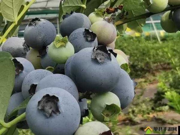 蓝莓视频app下载_蓝莓视频app安全吗-第1张图片-山城妙识 蓝莓视频app下载_蓝莓视频app安全吗-第1张图片-山城妙识