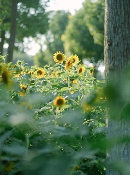清新图片高清哪里找_如何拍出通透感-第3张图片-山城妙识 清新图片高清哪里找_如何拍出通透感-第3张图片-山城妙识