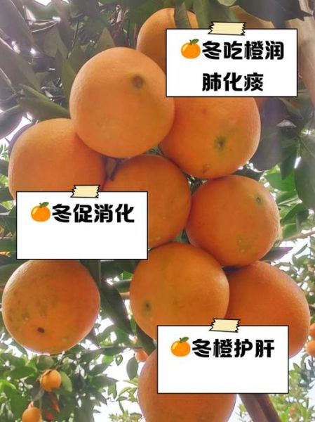 橙子有哪些好处_吃橙子会上火吗-第3张图片-山城妙识 橙子有哪些好处_吃橙子会上火吗-第3张图片-山城妙识
