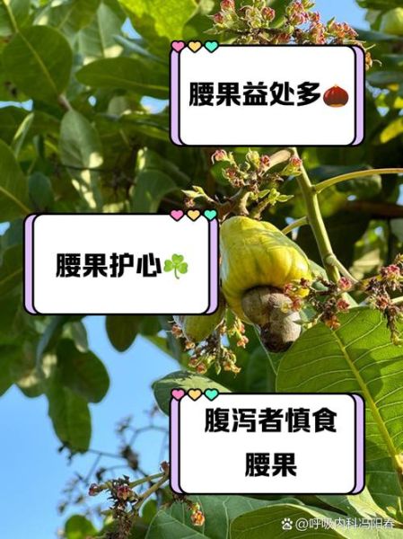 腰果补肾是真的吗_腰果对肾有什么好处-第2张图片-山城妙识 腰果补肾是真的吗_腰果对肾有什么好处-第2张图片-山城妙识