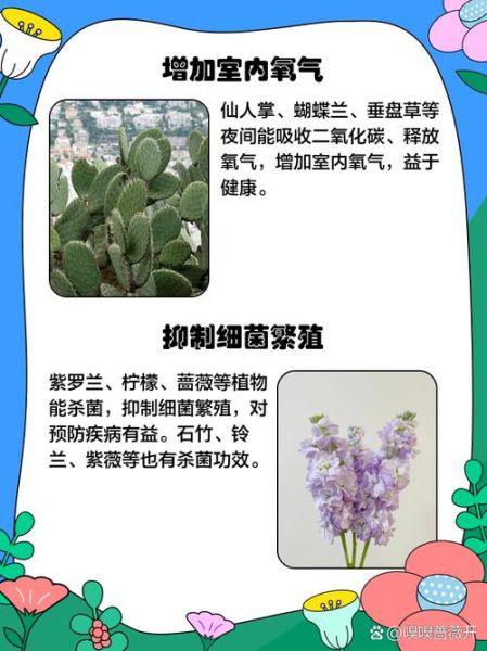 防辐射的植物盆栽有哪些_如何挑选防辐射盆栽-第2张图片-山城妙识 防辐射的植物盆栽有哪些_如何挑选防辐射盆栽-第2张图片-山城妙识