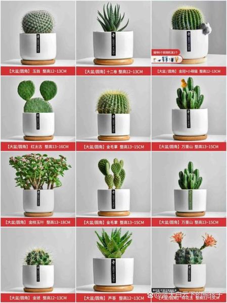 防辐射的植物盆栽有哪些_如何挑选防辐射盆栽-第3张图片-山城妙识 防辐射的植物盆栽有哪些_如何挑选防辐射盆栽-第3张图片-山城妙识