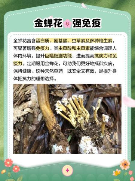 金蝉花毒副作用有哪些_如何避免中毒风险-第1张图片-山城妙识 金蝉花毒副作用有哪些_如何避免中毒风险-第1张图片-山城妙识