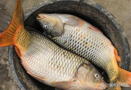 鱼肚子里的黑膜是什么_吃了有害吗-第3张图片-山城妙识