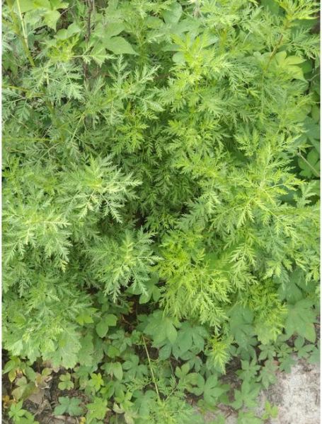 苦蒿图片长什么样_苦蒿和艾草怎么区分-第1张图片-山城妙识