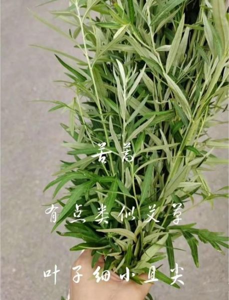 苦蒿图片长什么样_苦蒿和艾草怎么区分-第2张图片-山城妙识