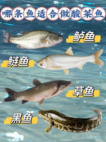 白鲢和花鲢鱼的区别_哪个更好吃-第3张图片-山城妙识 白鲢和花鲢鱼的区别_哪个更好吃-第3张图片-山城妙识