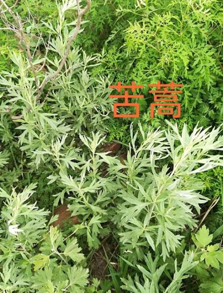 苦蒿图片长什么样_苦蒿和艾草怎么区分-第3张图片-山城妙识