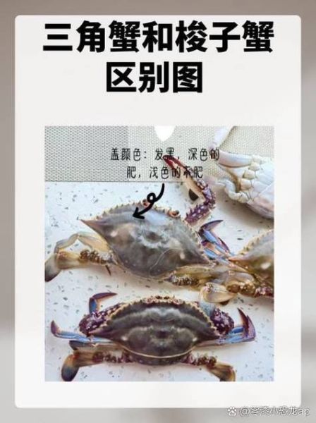 三疣梭子蟹图片怎么分辨_三疣梭子蟹和梭子蟹区别-第1张图片-山城妙识