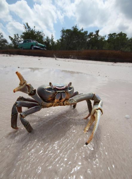 三疣梭子蟹图片怎么分辨_三疣梭子蟹和梭子蟹区别-第3张图片-山城妙识