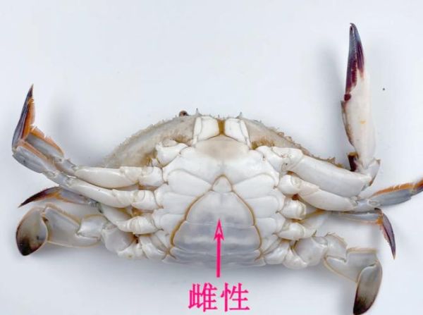 三疣梭子蟹图片怎么分辨_三疣梭子蟹和梭子蟹区别-第2张图片-山城妙识