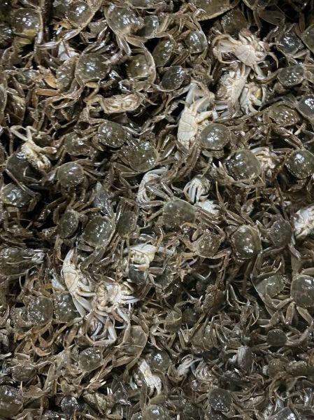 螃蟹养殖技术_螃蟹养殖常见问题-第1张图片-山城妙识 螃蟹养殖技术_螃蟹养殖常见问题-第1张图片-山城妙识