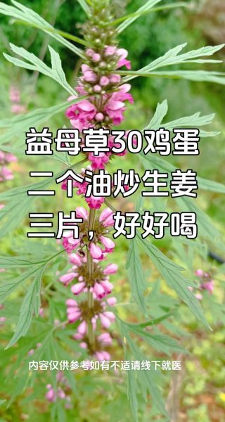 吃10袋益母草会流产吗_益母草流产剂量真相-第1张图片-山城妙识 吃10袋益母草会流产吗_益母草流产剂量真相-第1张图片-山城妙识