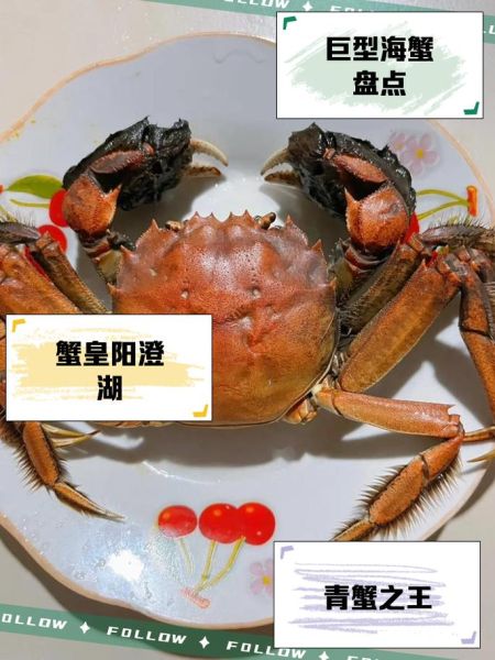 巨型螃蟹有多大_巨型螃蟹怎么养-第1张图片-山城妙识 巨型螃蟹有多大_巨型螃蟹怎么养-第1张图片-山城妙识