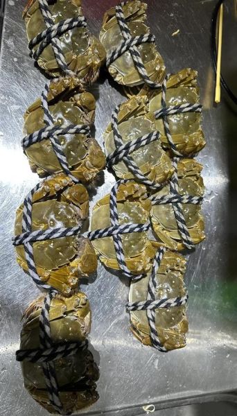 巨型螃蟹有多大_巨型螃蟹怎么养-第3张图片-山城妙识 巨型螃蟹有多大_巨型螃蟹怎么养-第3张图片-山城妙识