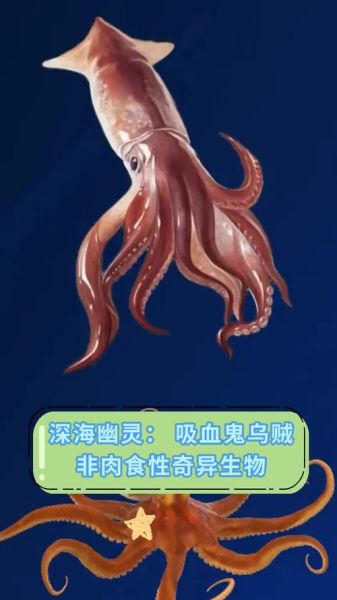 吸血鬼乌贼图片大全_吸血鬼乌贼长什么样-第1张图片-山城妙识 吸血鬼乌贼图片大全_吸血鬼乌贼长什么样-第1张图片-山城妙识