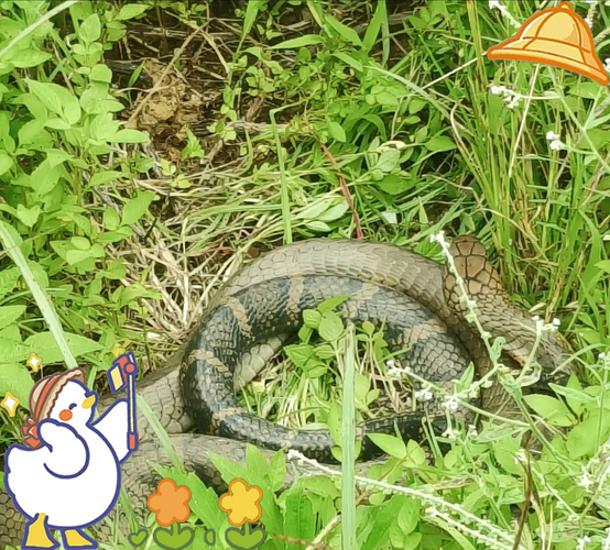 眼镜蛇王最怕什么蛇_眼镜蛇王天敌有哪些-第1张图片-山城妙识 眼镜蛇王最怕什么蛇_眼镜蛇王天敌有哪些-第1张图片-山城妙识