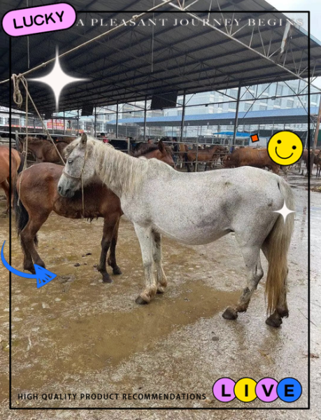 牛蹄和马蹄的区别_牛蹄马蹄哪个更硬-第2张图片-山城妙识 牛蹄和马蹄的区别_牛蹄马蹄哪个更硬-第2张图片-山城妙识