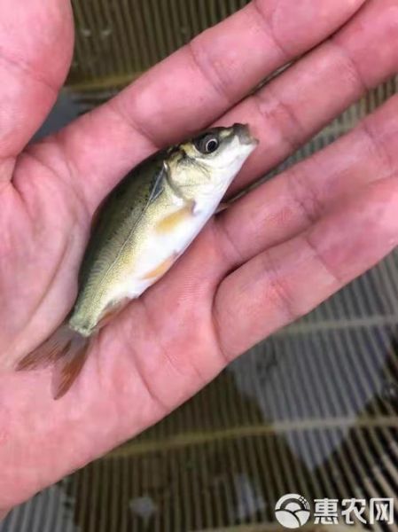 银雪鱼活鱼怎么挑选_银雪鱼活鱼价格多少钱一斤-第3张图片-山城妙识 银雪鱼活鱼怎么挑选_银雪鱼活鱼价格多少钱一斤-第3张图片-山城妙识