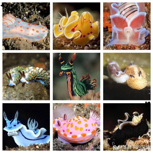 海兔子是什么动物_海兔子有毒吗-第2张图片-山城妙识 海兔子是什么动物_海兔子有毒吗-第2张图片-山城妙识
