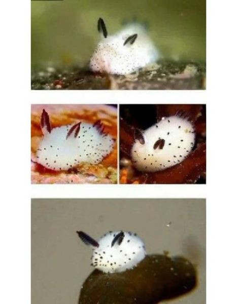 海兔子是什么动物_海兔子有毒吗-第1张图片-山城妙识 海兔子是什么动物_海兔子有毒吗-第1张图片-山城妙识