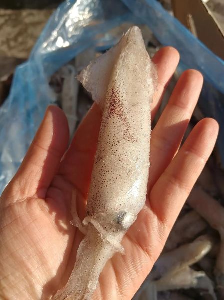 海兔子是什么动物_海兔子有毒吗-第3张图片-山城妙识 海兔子是什么动物_海兔子有毒吗-第3张图片-山城妙识