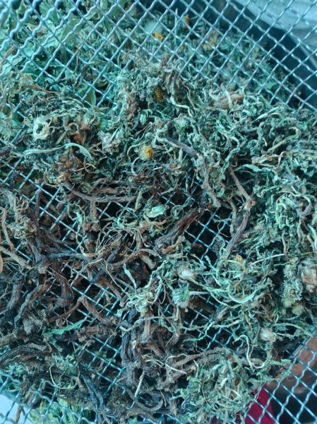 婆婆丁泡水有什么好处_婆婆丁泡水能天天喝吗-第3张图片-山城妙识 婆婆丁泡水有什么好处_婆婆丁泡水能天天喝吗-第3张图片-山城妙识