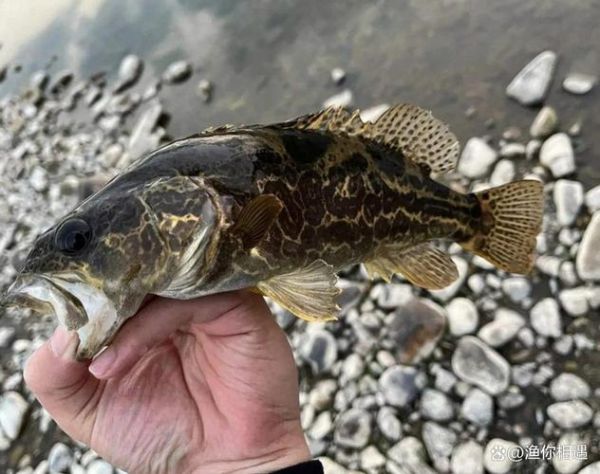 斑鳜鱼多少钱一斤_斑鳜鱼价格为什么贵-第2张图片-山城妙识 斑鳜鱼多少钱一斤_斑鳜鱼价格为什么贵-第2张图片-山城妙识