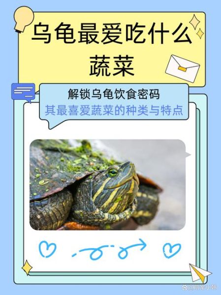 乌龟吃什么食物大全_乌龟可以吃什么蔬菜-第1张图片-山城妙识 乌龟吃什么食物大全_乌龟可以吃什么蔬菜-第1张图片-山城妙识