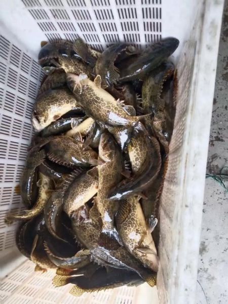 斑鳜鱼多少钱一斤_斑鳜鱼价格为什么贵-第3张图片-山城妙识 斑鳜鱼多少钱一斤_斑鳜鱼价格为什么贵-第3张图片-山城妙识