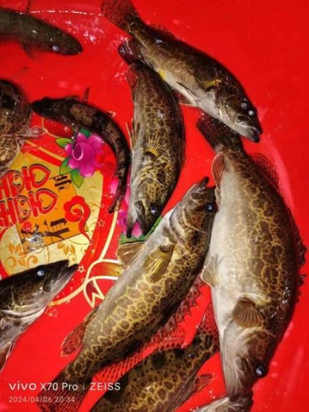 斑鳜鱼多少钱一斤_斑鳜鱼价格为什么贵-第1张图片-山城妙识 斑鳜鱼多少钱一斤_斑鳜鱼价格为什么贵-第1张图片-山城妙识