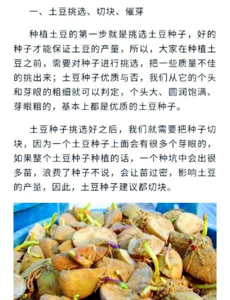 土豆多久能收获_土豆怎么种植-第1张图片-山城妙识 土豆多久能收获_土豆怎么种植-第1张图片-山城妙识