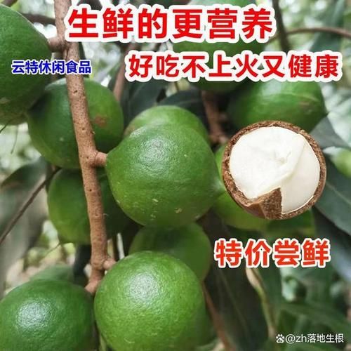 夏威夷果产地中国哪里_云南广西主产区详解-第1张图片-山城妙识 夏威夷果产地中国哪里_云南广西主产区详解-第1张图片-山城妙识