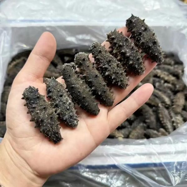 海参多少钱一斤_海参价格表2024最新行情-第3张图片-山城妙识 海参多少钱一斤_海参价格表2024最新行情-第3张图片-山城妙识
