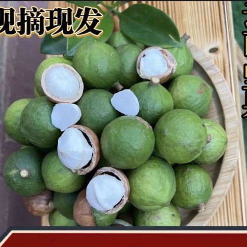 夏威夷果产地中国哪里_云南广西主产区详解-第3张图片-山城妙识 夏威夷果产地中国哪里_云南广西主产区详解-第3张图片-山城妙识