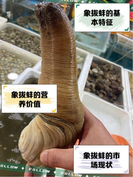 中国象拔蚌多少钱一斤_象拔蚌价格为什么差距大-第1张图片-山城妙识 中国象拔蚌多少钱一斤_象拔蚌价格为什么差距大-第1张图片-山城妙识