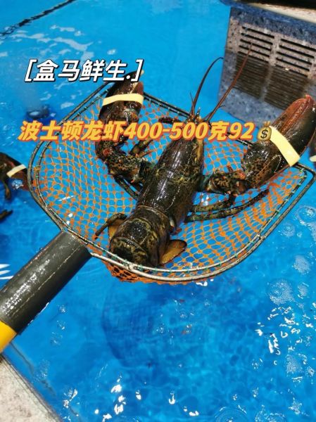 波士顿龙虾营养价值_孕妇能吃吗-第3张图片-山城妙识 波士顿龙虾营养价值_孕妇能吃吗-第3张图片-山城妙识