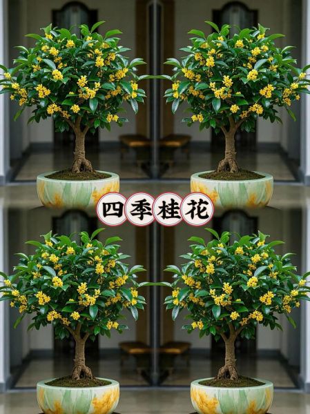 桂花树苗怎么选_桂花树苗价格多少钱一棵-第2张图片-山城妙识 桂花树苗怎么选_桂花树苗价格多少钱一棵-第2张图片-山城妙识