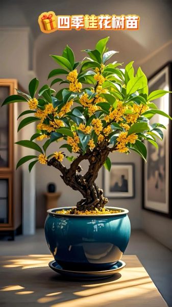 桂花树苗怎么选_桂花树苗价格多少钱一棵-第3张图片-山城妙识 桂花树苗怎么选_桂花树苗价格多少钱一棵-第3张图片-山城妙识