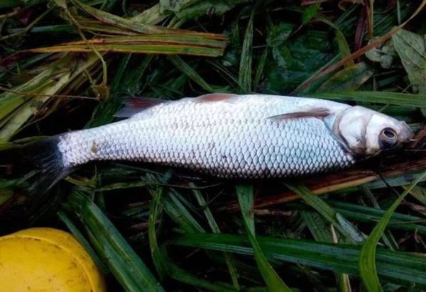 华子鱼怎么钓_华子鱼钓法技巧-第1张图片-山城妙识 华子鱼怎么钓_华子鱼钓法技巧-第1张图片-山城妙识