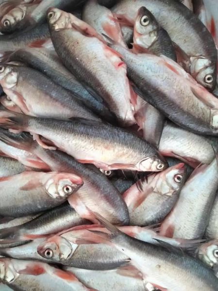 华子鱼怎么钓_华子鱼钓法技巧-第3张图片-山城妙识 华子鱼怎么钓_华子鱼钓法技巧-第3张图片-山城妙识