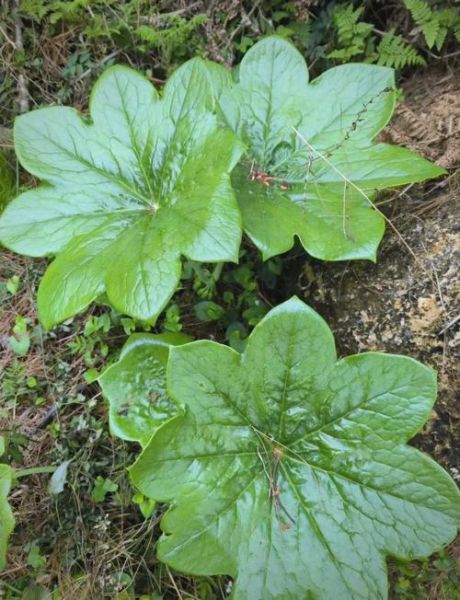 八角莲的功效与作用_八角莲如何种植-第3张图片-山城妙识 八角莲的功效与作用_八角莲如何种植-第3张图片-山城妙识